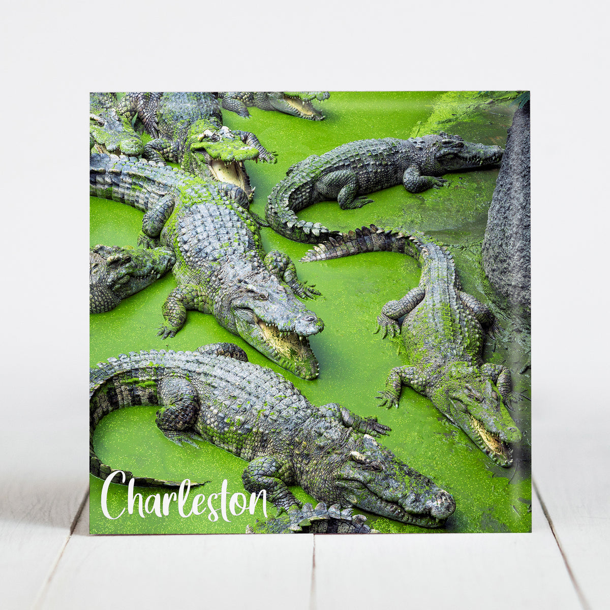 Crocodiles - Charleston, SC – Atlantic coasters